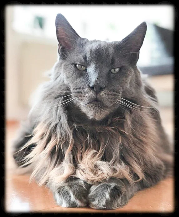 Your Maine Coon Guide